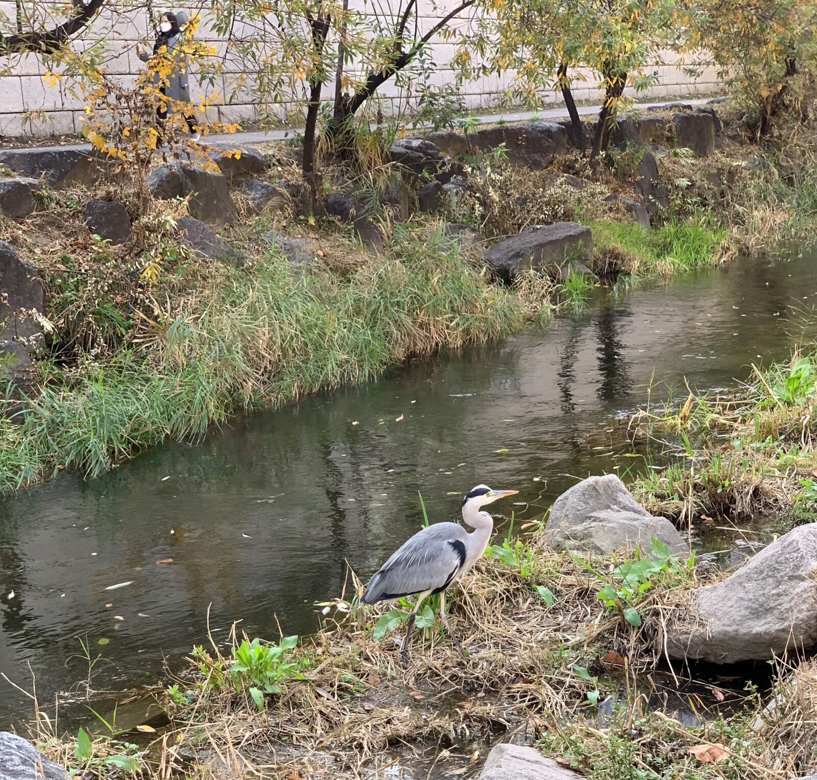 Cheonggyecheon Restoration Project – Green City Blog Cheonggyecheon Restoration Project – Green City Blog